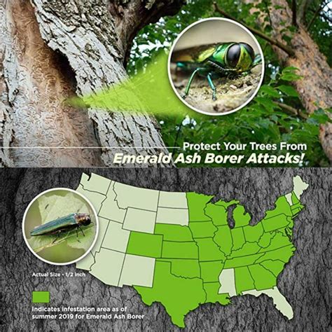 Bioadvanced Tree And Shrub Protect And Feed Fertilizer Oficial Online