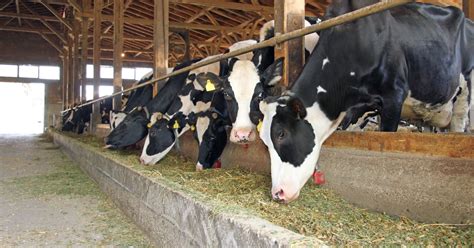 Ai Models Can Predict Digital Dermatitis With High Accuracy