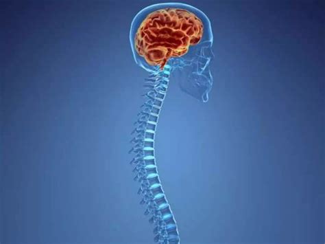 The Central Nervous System Pptx Brain And Nervous System Disorders Diseases And Conditions