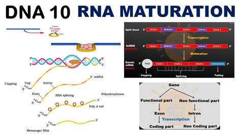 Pre Mrna Maturation Capping Tailing And Rna Splicing Split Genes Dr Ghanshyam Jangid
