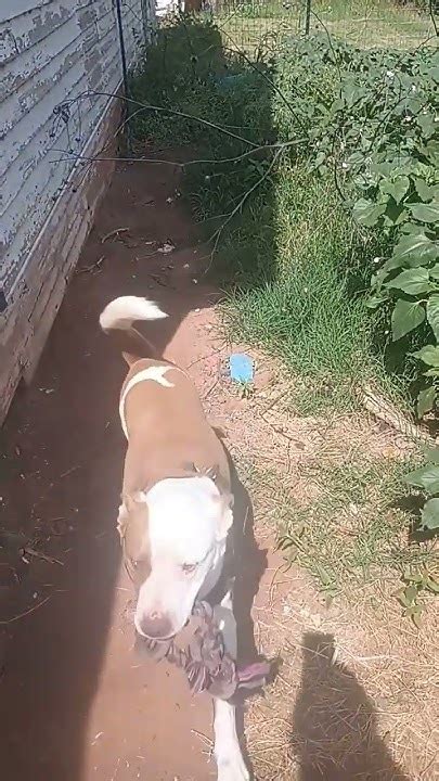 Djangos Rope Youtube