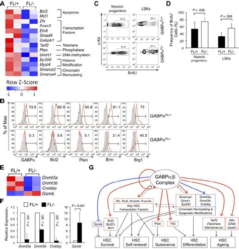 Validation Of Gabp Target Genes And Predicted Role Of Gabp In Download Scientific Diagram