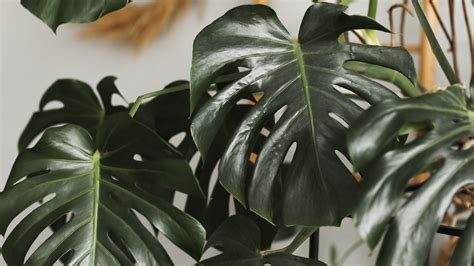 8 Plants That Thrive With Coffee Grounds Homestead How To