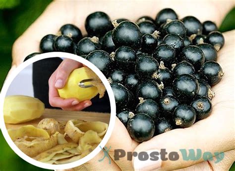 Як за допомогою картоплі збільшити врожай смородини удвічі Prostoway