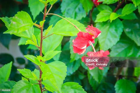 레드 이중 꽃잎 주홍 꽃 하이브리드 히 비 스커 스로 사sinensis 일컬어 중국어 히 비 스커 스 중국 장미 하와이 히 비 스커 스 그리고 Shoeblackplant의