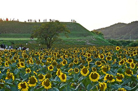 연천 해바라기 축제 및 주변 이야기 네이버 블로그