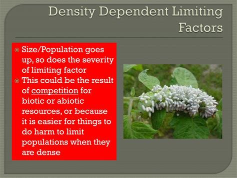 Ppt Aim Swbat Differentiate Between Density Dependent And Density