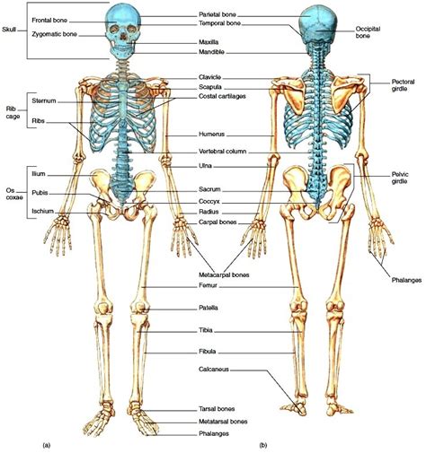 Bones Diagram Quizlet