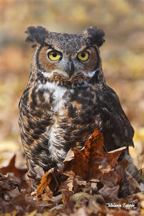 Ey2a9413 1 Tamarack Wildlife Center
