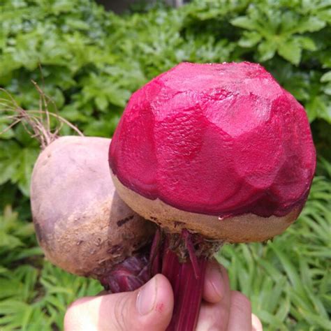 新鲜甜菜根：解锁紫色超级食物的秘密，5斤装紫菜头大揭秘！ 甜菜头 淘宝百科网