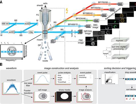 High Speed Fluorescence Imageenabled Cell Sorting Science