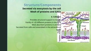 Extracellular Matrix In Tissue Formation Homeostasis And Integrity Pptx