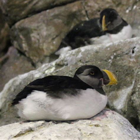 Atlanticcommon Puffin