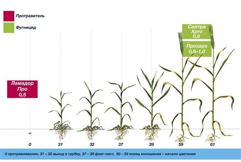 Защита урожайности ячменя более 5 т от вредителей болезней листьев и колоса Bayer Crop