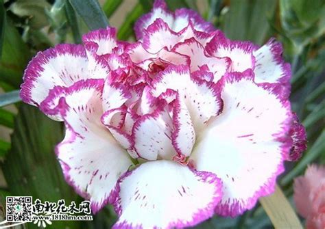 康乃馨怎么养护 栽培养殖 南北花木网