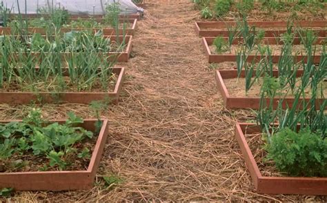 ТЕПЛІ ГРЯДКИ ВОСЕНИ ЯК ЗРОБИТИ Pidkazka