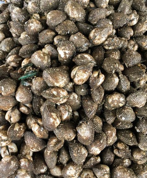 Anadara Inaequivalvis Stock Image Image Of Shell Sale 93722155