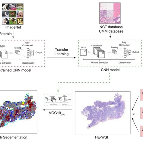 Study Design For The Development And Application Of The CNN Model Download Scientific