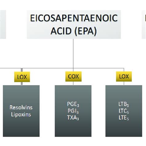 Main Eicosanoids Formed From Arachidonic Eicosapentaenoic And Download Scientific Diagram
