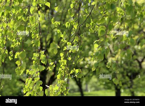 First Leaves On Trees In Spring In A Forest Stock Photo Alamy
