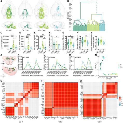 Single Neuron Projectomes Of Mouse Paraventricular Hypothalamic Nucleus