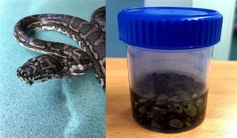 Australian Snake Catcher Captures Tick Infested Python With Over Ticks On It Outdoorhub