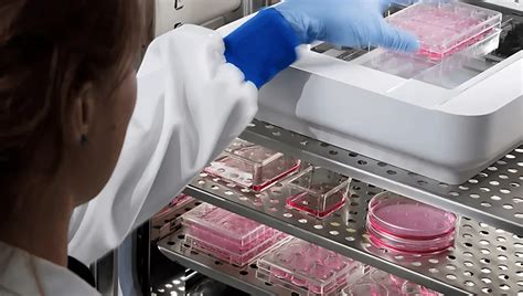 Unlocking The Power Of Live Cell Imaging Apex Scientific