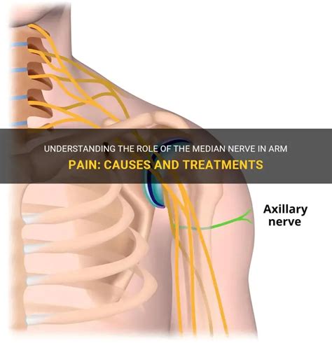 Understanding The Role Of The Median Nerve In Arm Pain Causes And Treatments Medshun