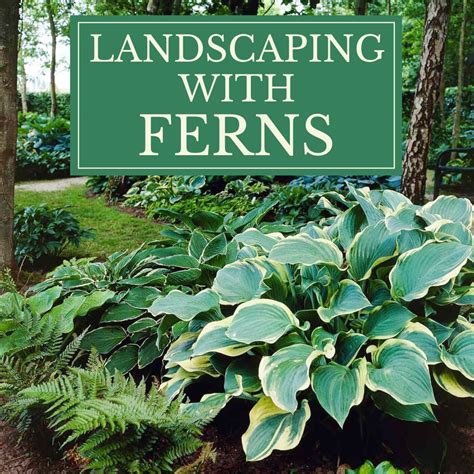 Using Ferns In Landscaping 6 Tips For Using Heartleaf Bergenia In