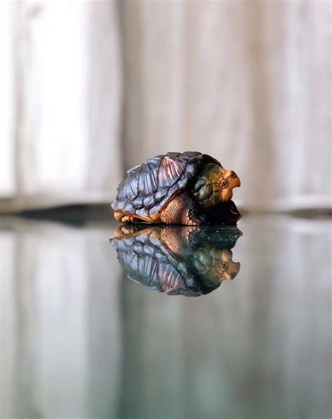 Macrochelys Temminckii Herping Es