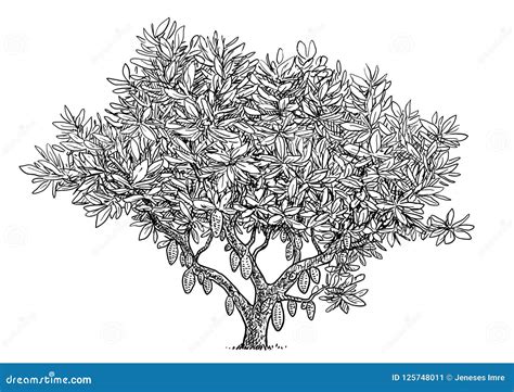 Cocoa Tree Illustration Drawing Engraving Ink Line Art Vector 125748011