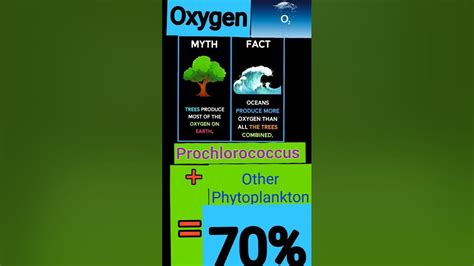 Oxygen Producer L Phytoplankton L Cyanobacteria Prochlorococcus L 🌎 Earth Youtube