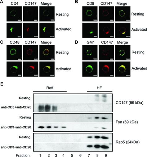 Involvement Of Hab18gcd147 In T Cell Activation And Immunological