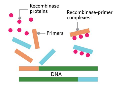 Infographic Recombinase Polymerase Amplification In Action The Scientist