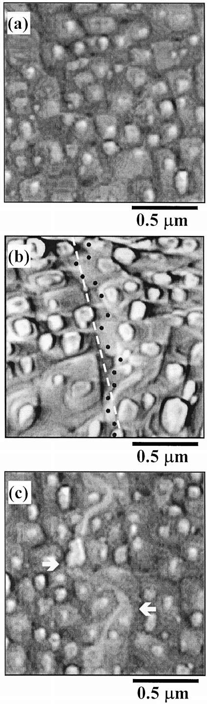Surface Morphology Taken Using Afm From Different Area In The Ybco Film
