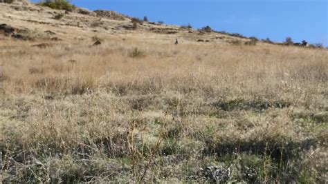 Cheatgrass Research Bsu Free Download Borrow And Streaming