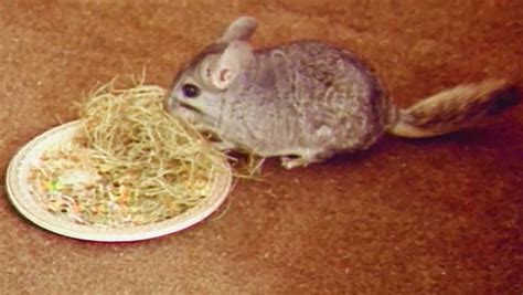 How A Sex Starved Chinchilla Finds Love In S Rheindahlen