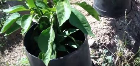 Truco Para Acelerar El Crecimiento De Las Plantas Bioguia