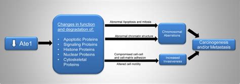 Arginyltransferase Suppresses Cell Tumorigenic Potential And Inversely