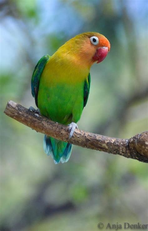 Lilians Lovebird Alchetron The Free Social Encyclopedia