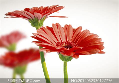 红色非洲菊花朵特写摄影高清图片 大图网图片素材