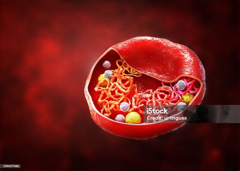 Estructura De La Hemoglobina En Los Glóbulos Rojos Grupos Hemo Y