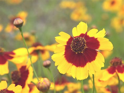 ハルシャギク波斯菊 無名子のよしなしごと