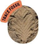 4 Types Of Fossils Earth How