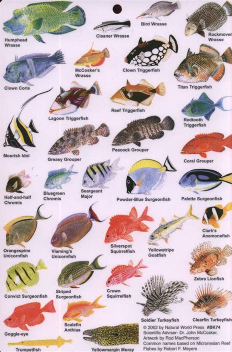 Colour Fish With Name Din Aquarium Fish