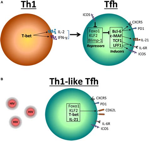 Helper T Cells Hiv