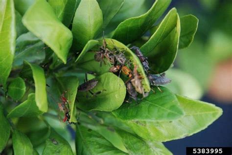 Leaf Footed Bug Earthwise Agriculture
