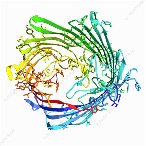 Chitoporin Molecular Model Stock Image C057 2698 Science Photo Library