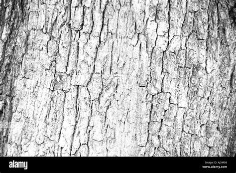Detail Of Sunlight On Large Oak Tree With Bark Bleeding White With