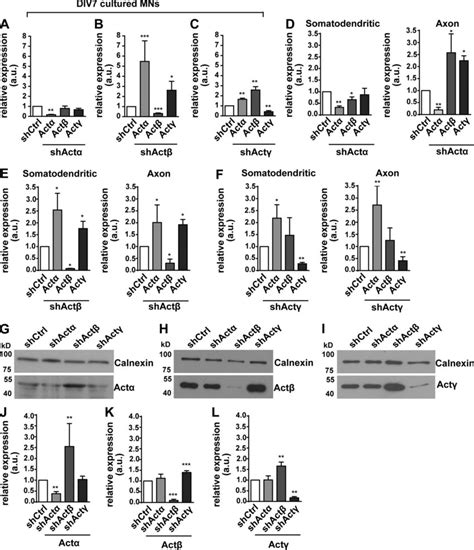 Compensatory Regulation Of Actin Isoforms In The Somatodendritic And